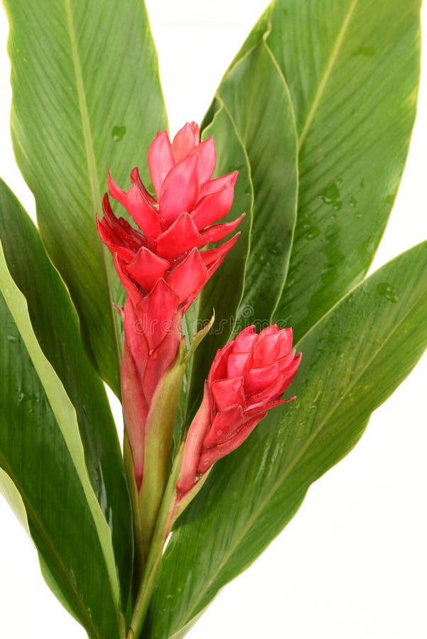 Red Ginger or the Ostrich Plume and Pink Cone Ginger, Flower. Stock ...