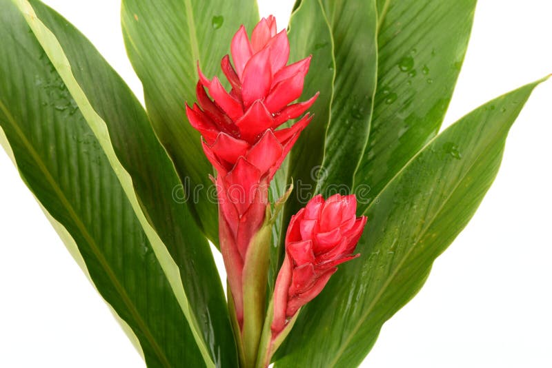 Red Ginger or Ostrich Plume and Pink Cone Ginger: Flower. Stock Image ...