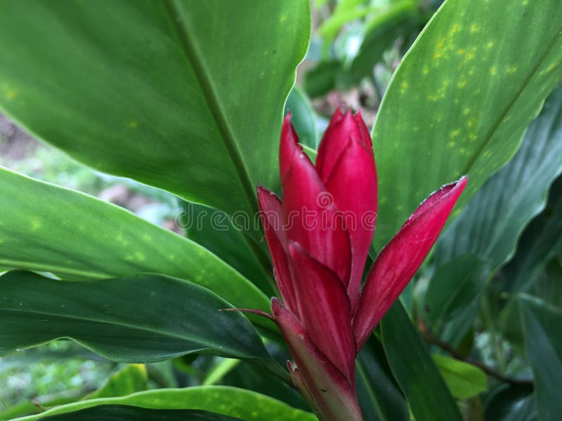 Red ginger plant stock image. Image of closeup, ginger - 242203695