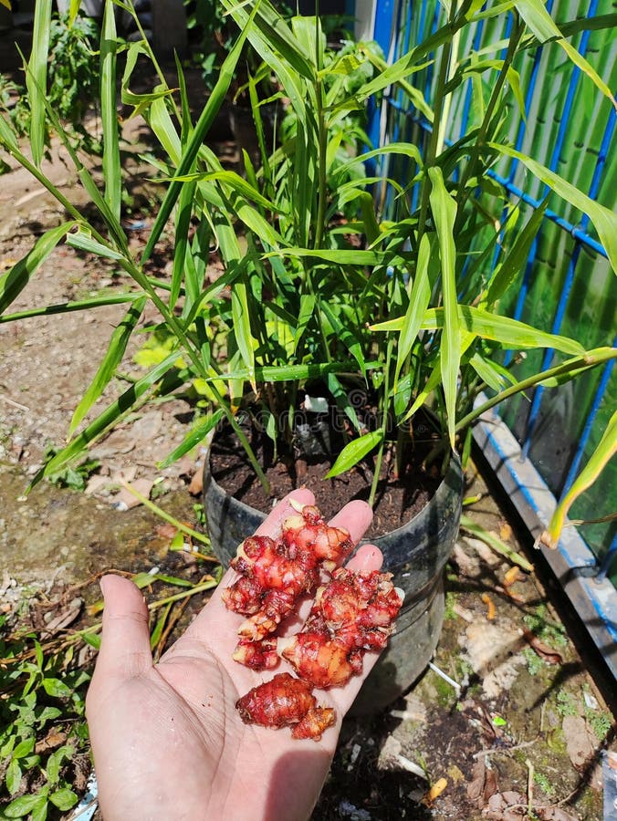 Red Ginger Trees Planted in a Gallon Pot Stock Image - Image of trees ...