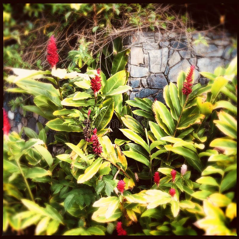 Red ginger plants stock image. Image of gingers, bracts - 123139347