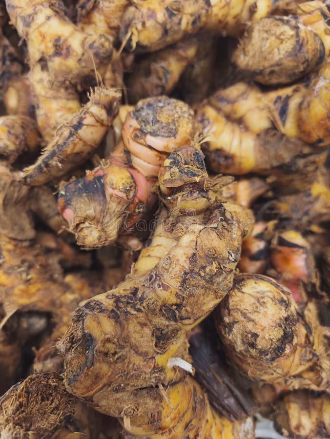 Red Ginger Roots, Spicy and Medicinal Stock Photo - Image of medicinal ...