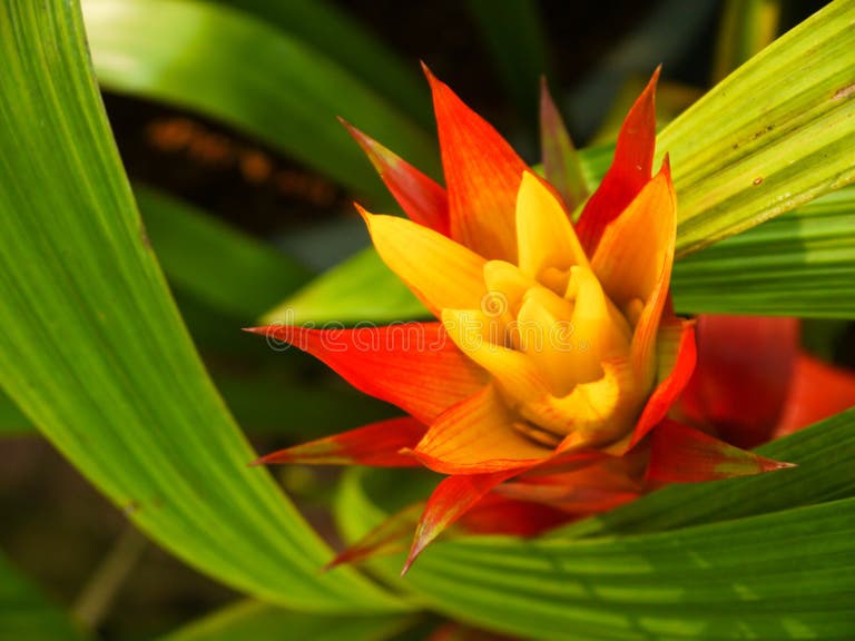 Red Ginger stock photo. Image of botany, single, ginger - 57155592