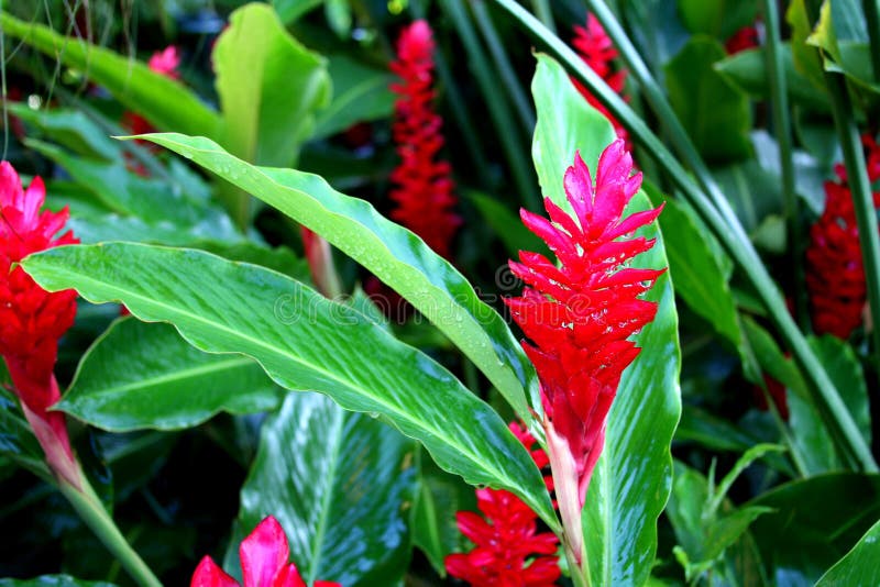 Red Gingers stock photo. Image of brilliant, yellow, contrast - 6254484