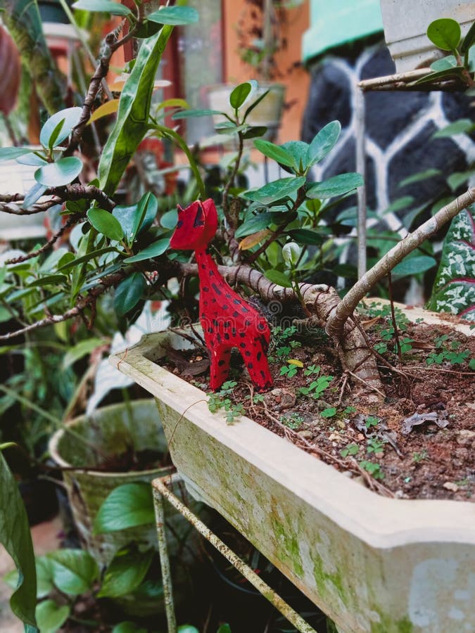 Red Giraffe Looking for Food Stock Photo - Image of tree, green: 263780780