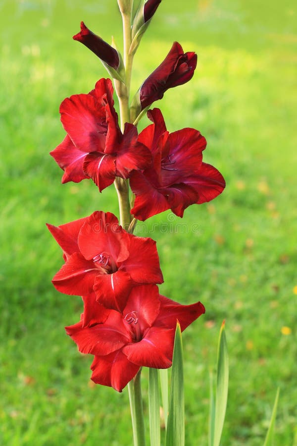 Red gladiola stock photo. Image of petal, leaf, vibrant - 37066130