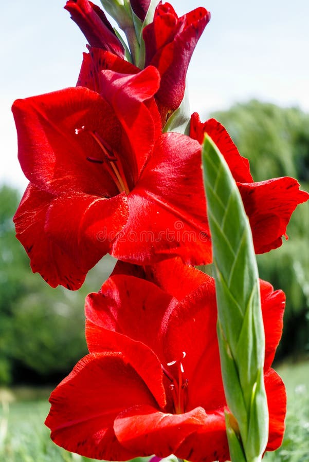 Red gladiolus stock image. Image of closeup, blossom - 62429531
