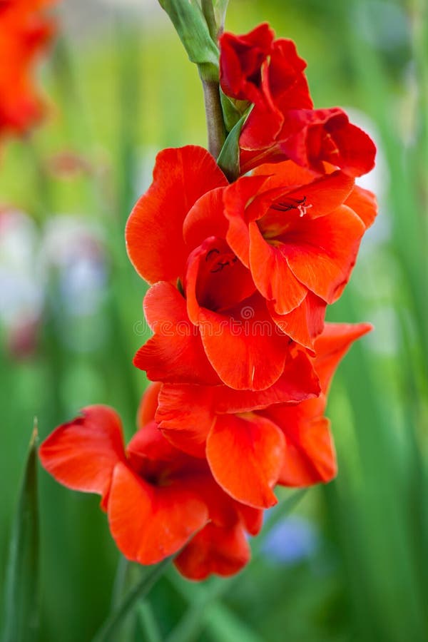 Red gladiolus flowers stock image. Image of macro, summer - 29213031