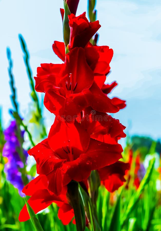 Red gladiolus flowers stock image. Image of field, flora - 33142959