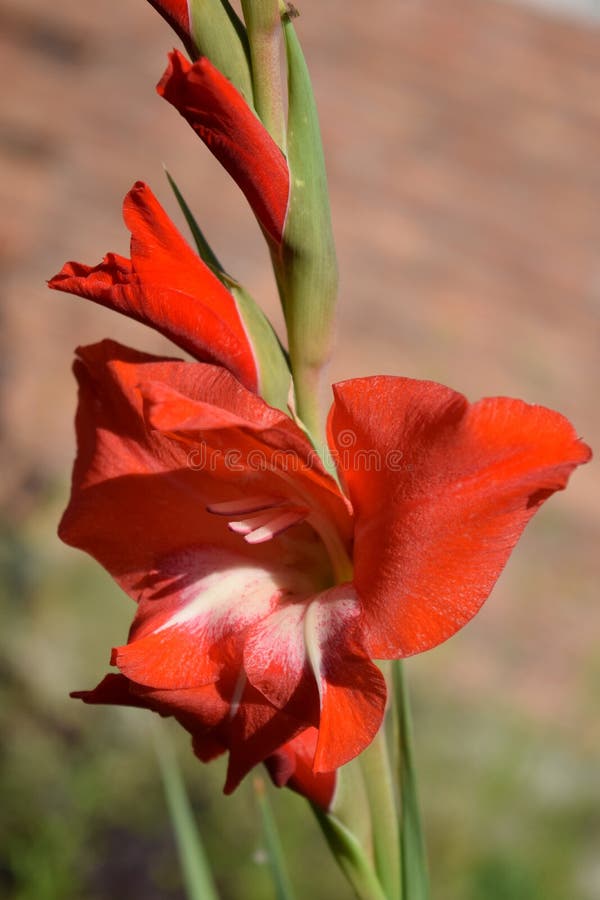 Red Gladiolus. stock photo. Image of pistil, time, plant - 58716312
