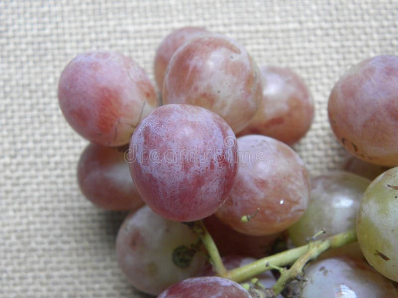 Red Globe grape stock image. Image of grapevine, healthy - 188319197