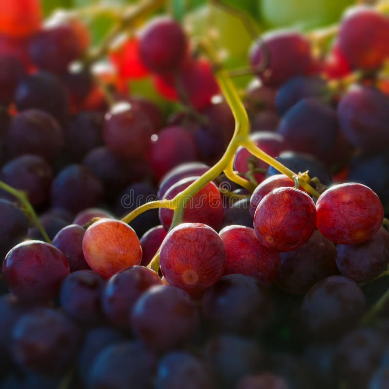 Red Globe Grapes Macro Square Composition Stock Photo - Image of fruit ...