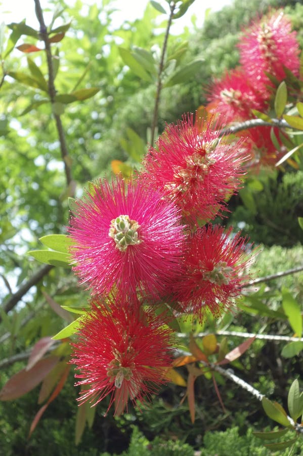 Red Glossy Unique Flower stock image. Image of plant - 151252427