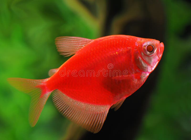 Red Glow Fish in an Aquarium Stock Image - Image of fish, fins: 65865729