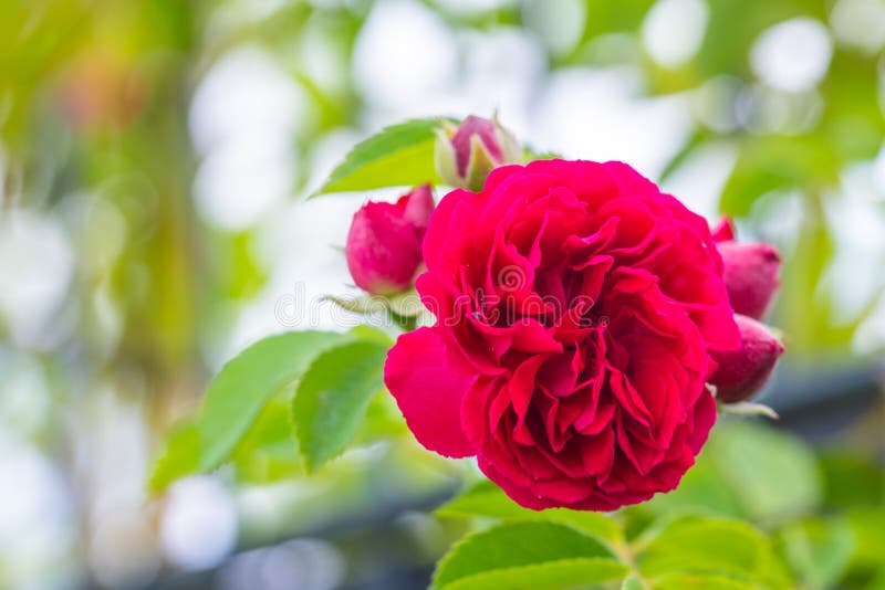 Red Glowing Roses Rosales in Bright Sunshine Stock Photo - Image of ...