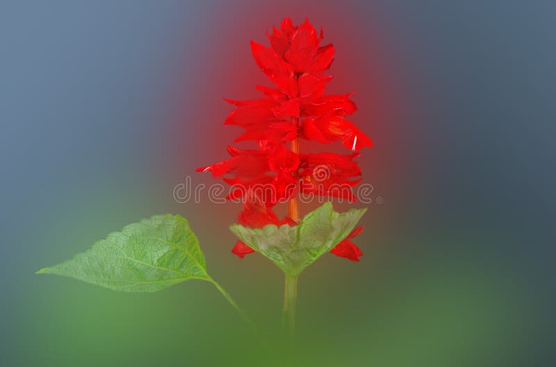 Red Glowing Salvia Flowers (Salvia Splendens) on a Black Background ...