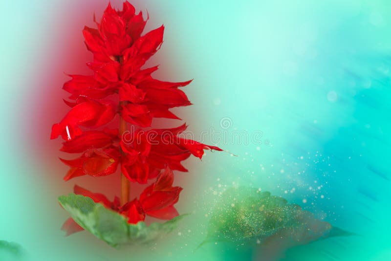 Red Glowing Salvia Flowers (Salvia Splendens) on a Black Background ...
