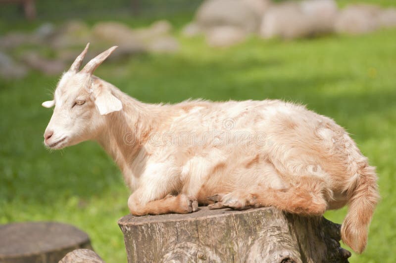 Red Goat stock image. Image of white, orange, rural, summer - 22446125