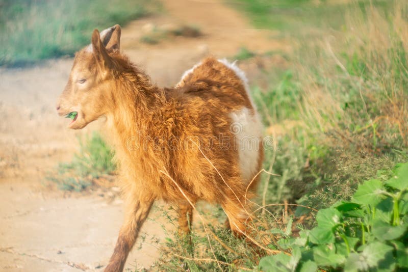 Red Goat Eats Grass in Summer in the Meadow Stock Image - Image of ...