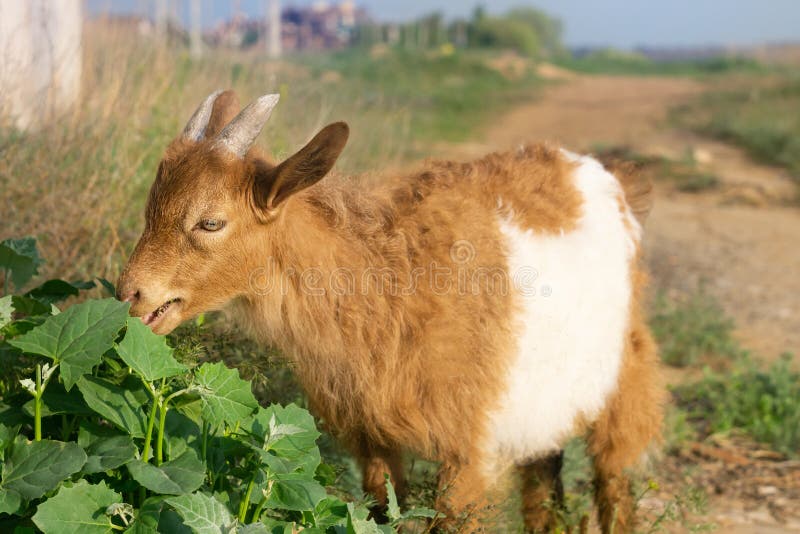 Red Goat Eats Grass in Summer in the Meadow Stock Image - Image of ...
