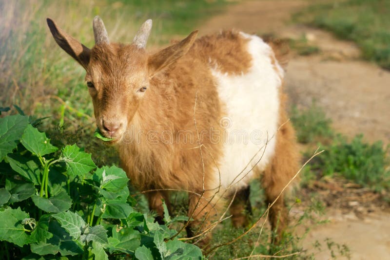 Red Goat Eats Grass in Summer in the Meadow Stock Image - Image of ...