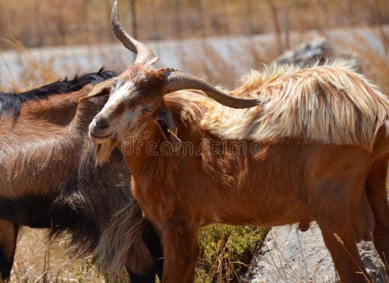 Red goat stock photo. Image of pasture, horns, skin, animals - 94542016