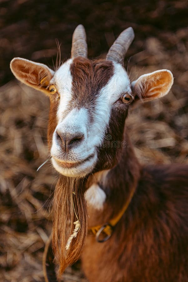 A Red Goat with White Spots and a Beard Eats Hay in a Stall. Stock ...