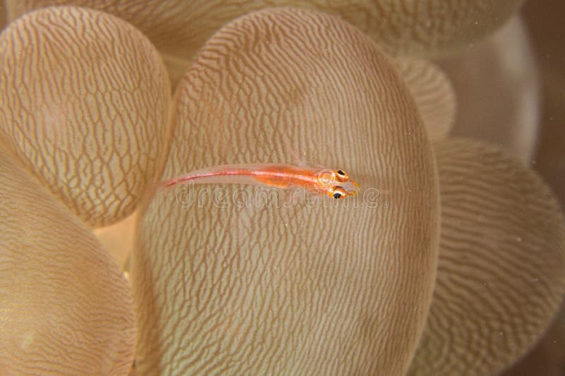 Red goby stock image. Image of camera, deep, environment - 28159959