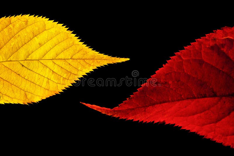 Red and Gold Leaves stock photo. Image of side, leaf, still - 3851772