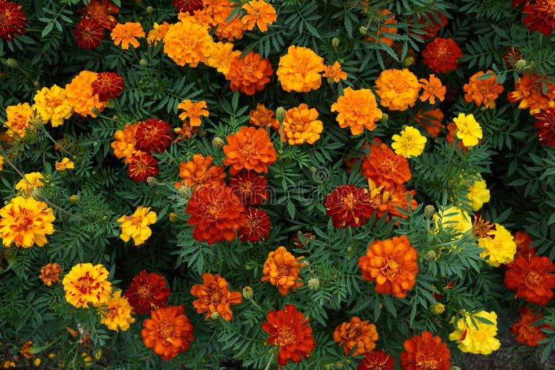 Red gold marigold flower stock photo. Image of enjoy - 54456592