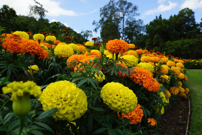 Red Gold Marigold Flower Garden Bed Stock Photo - Image of flowers ...
