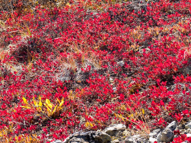Red-golden Alpine Vegetation Background Stock Image - Image of carpet ...