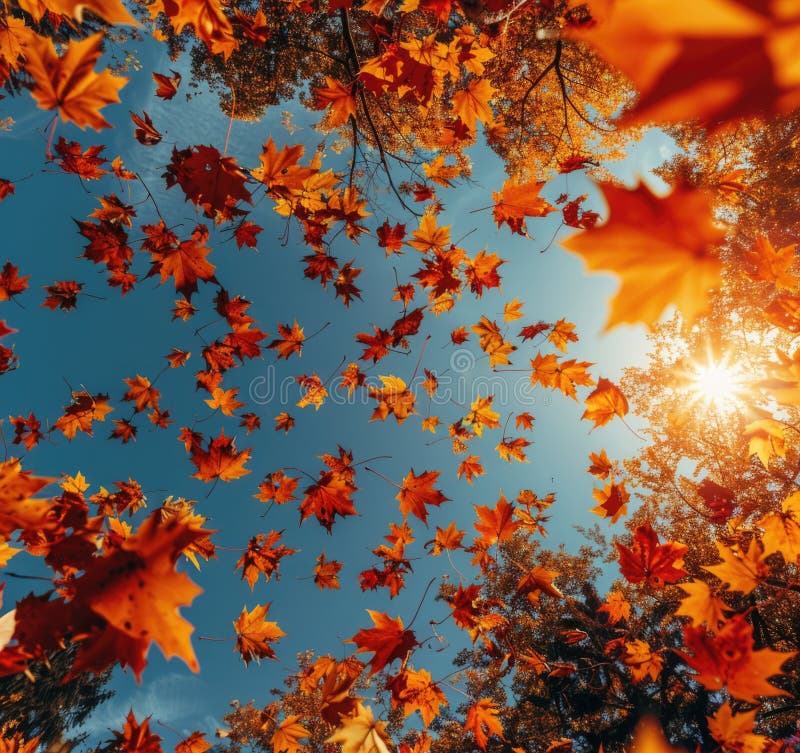 Red and Golden Colored Autumn Leaves Falling Down from a Tree Stock ...