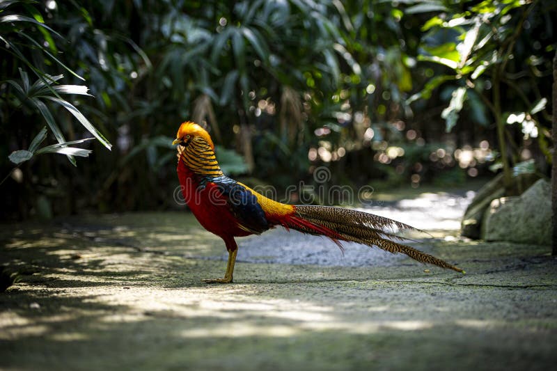 Red Golden Pheasant stock photo. Image of bird, face - 199730330