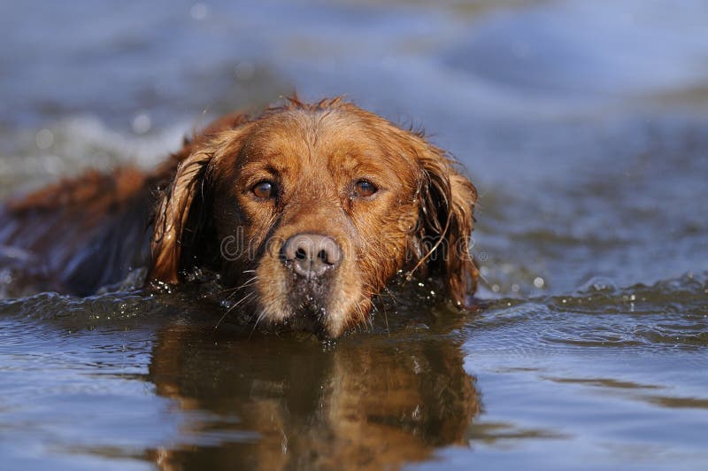 Red Golden Retriever in Water Stock Image - Image of golden, water ...