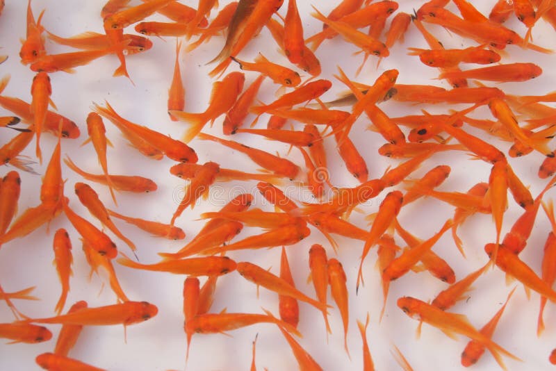 Red goldfish stock image. Image of white, aquatic, small - 8353857