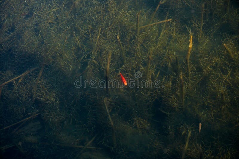 A Red Goldfish on the Water Grass Stock Image - Image of trees, fall ...