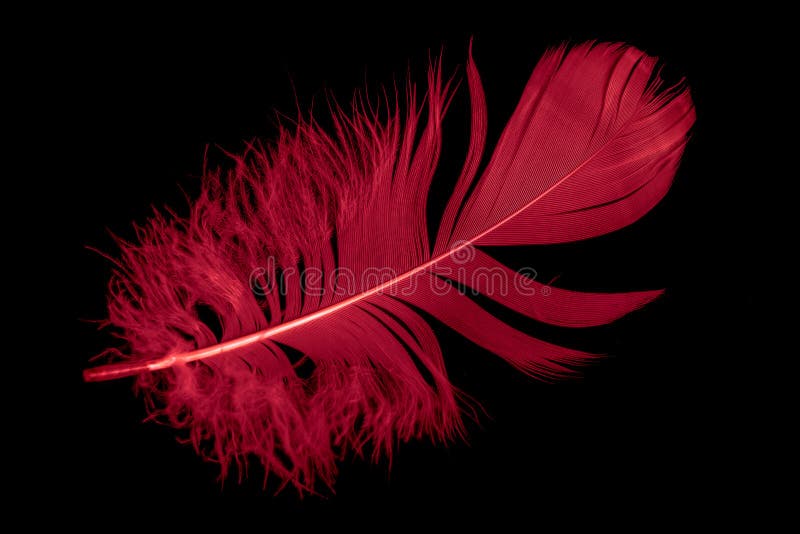A Red Goose Feather on a Black Isolated Background Stock Photo - Image ...
