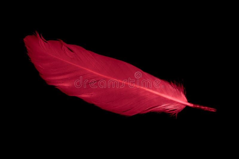 A Red Goose Feather on a Black Isolated Background Stock Image - Image ...
