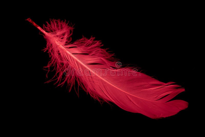 A Red Goose Feather on a Black Isolated Background Stock Photo - Image ...