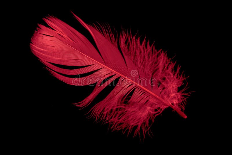 A Red Goose Feather on a Black Isolated Background Stock Photo - Image ...