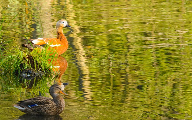 Red goose and Mallard duck stock image. Image of ornitology - 331348373
