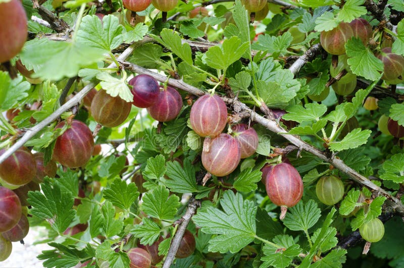 Red gooseberries stock image. Image of health, rich, gooseberries ...
