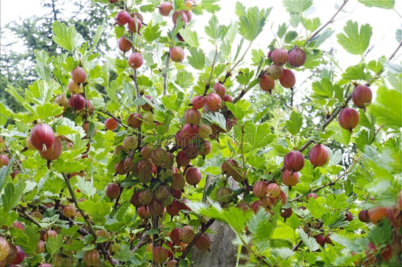 Red gooseberries stock image. Image of sweet, plant, health - 93184519