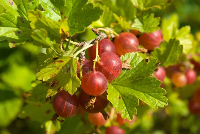 Gooseberry branch stock image. Image of agriculture, ripe - 56929431