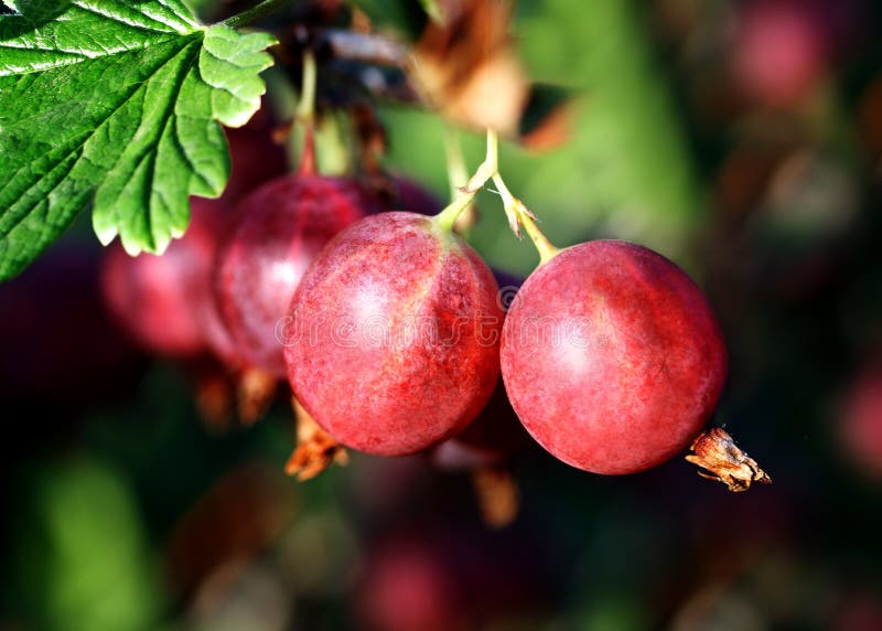 Red gooseberry stock photo. Image of bush, diet, nature - 8911258