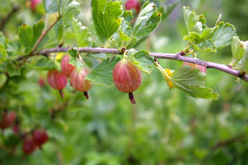 Red Gooseberry Branch with Ripe Fruit. Stock Image - Image of berry ...