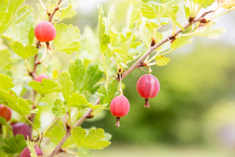 Red Gooseberry stock image. Image of natural, bunch - 183251447