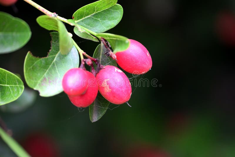 Red Gooseberry Hanging on a Tree Closeup Stock Image - Image of ...