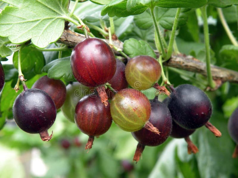 Red gooseberry stock photo. Image of gooseberry, leaf - 43780986